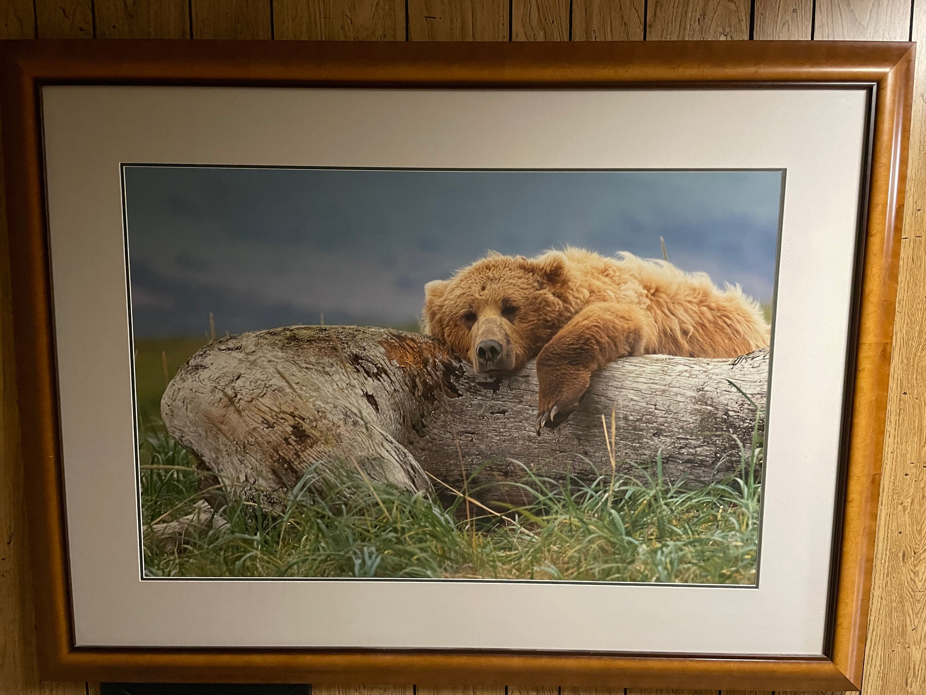Thomas Mangelsen Limited Edition “life’s a Bear” - Etsy