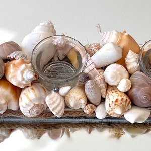 Long Seashell Candleholder, Seashell Centerpiece, Nautical Home Decor ...
