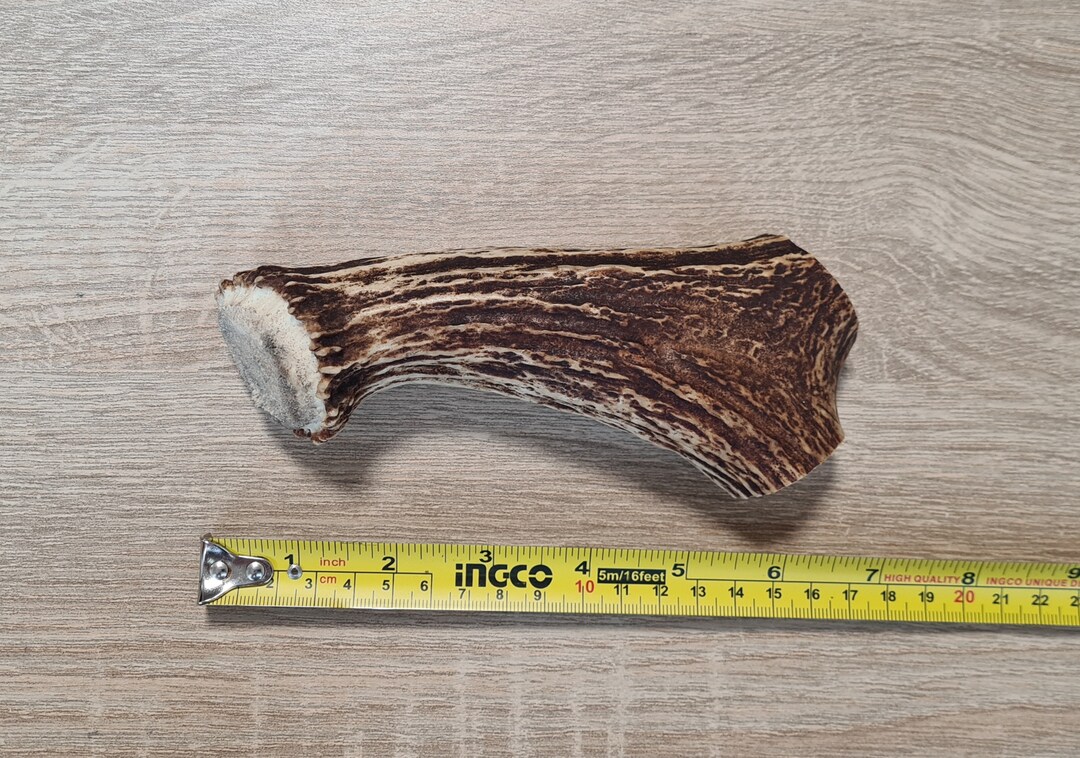 Naturally Shed Moose Antler Cut Template for Knife Dagger - Etsy