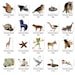 220 Real Animal Clipart Images - Pngs With Transparent Backgrounds ...