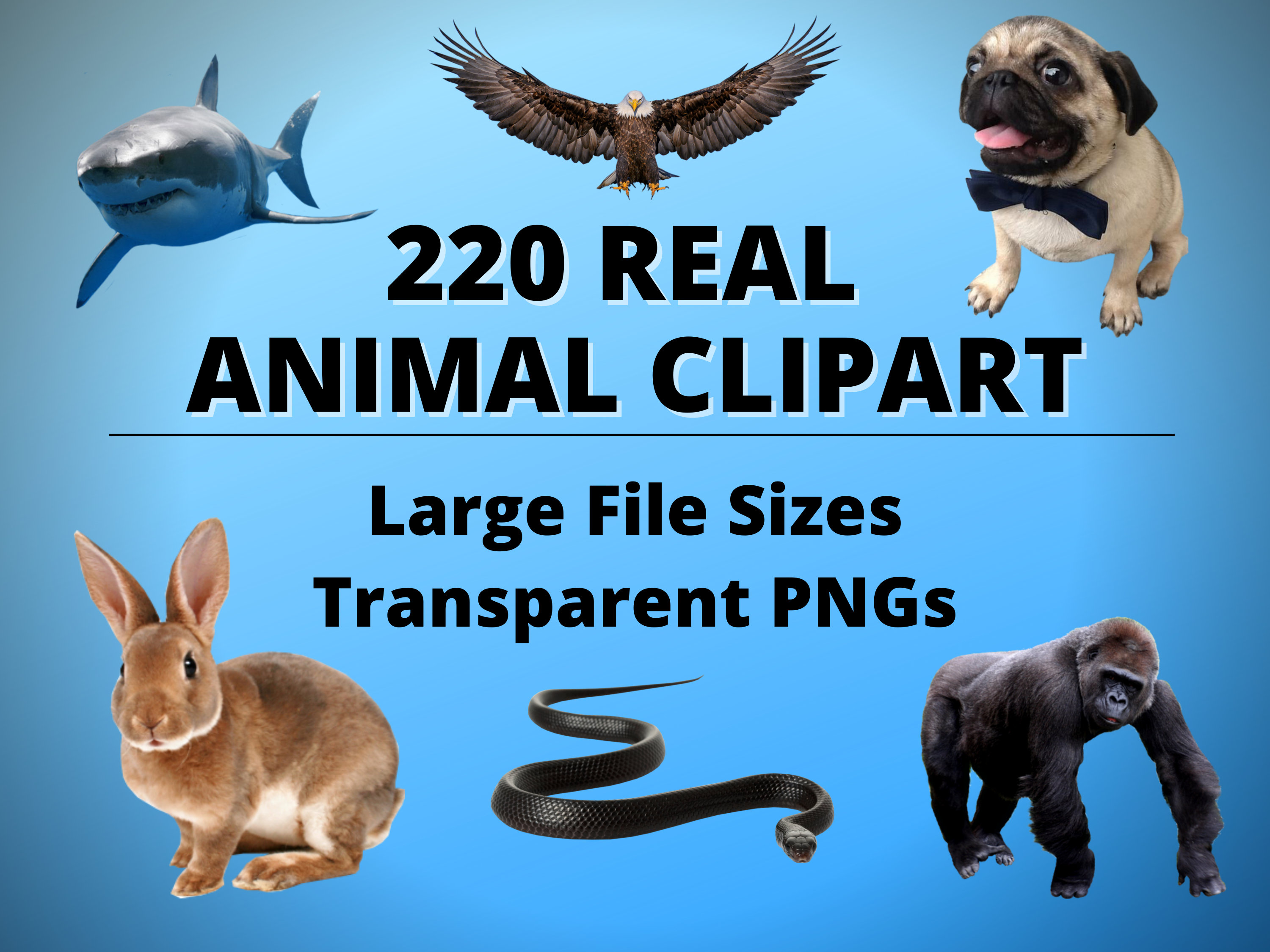 220 Real Animal Clipart Images - Pngs With Transparent Backgrounds ...