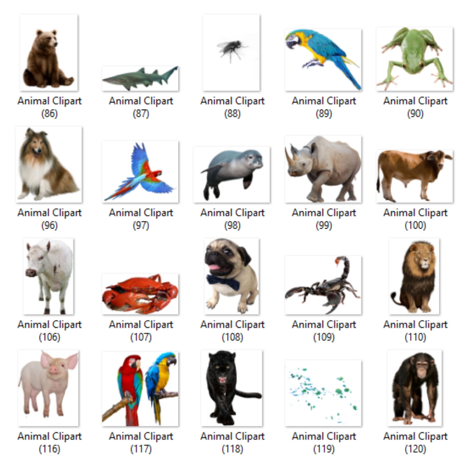 220 Real Animal Clipart Images - Pngs With Transparent Backgrounds ...