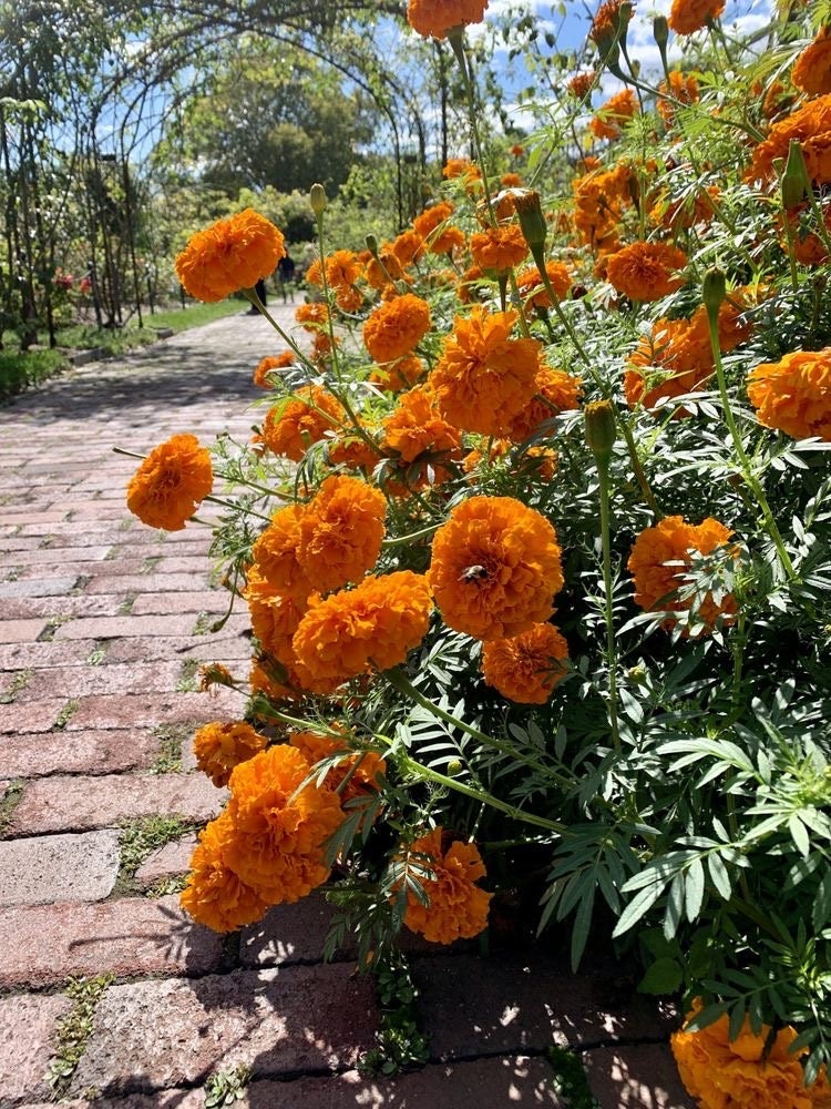 Marigolds. Cempasuchil Seeds tagetes Erecta 20 Seeds - Etsy