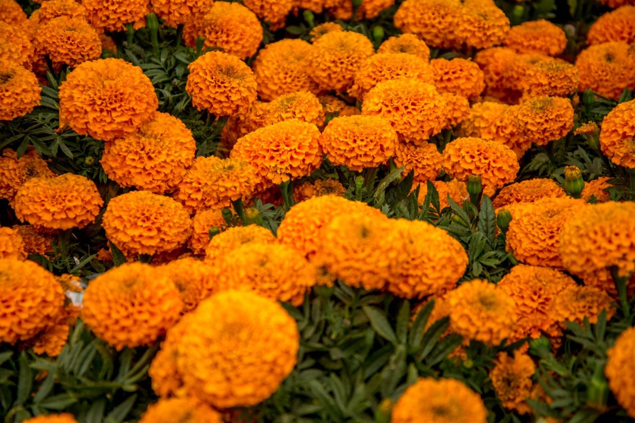 Marigolds. Cempasuchil Seeds tagetes Erecta 20 Seeds - Etsy