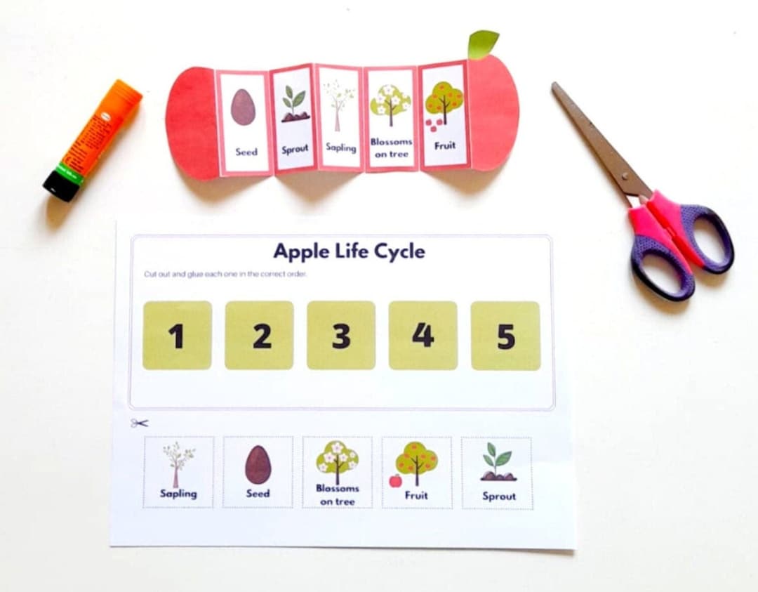 Apple Life Cycle Worksheet How Do Apples Grow? - Etsy