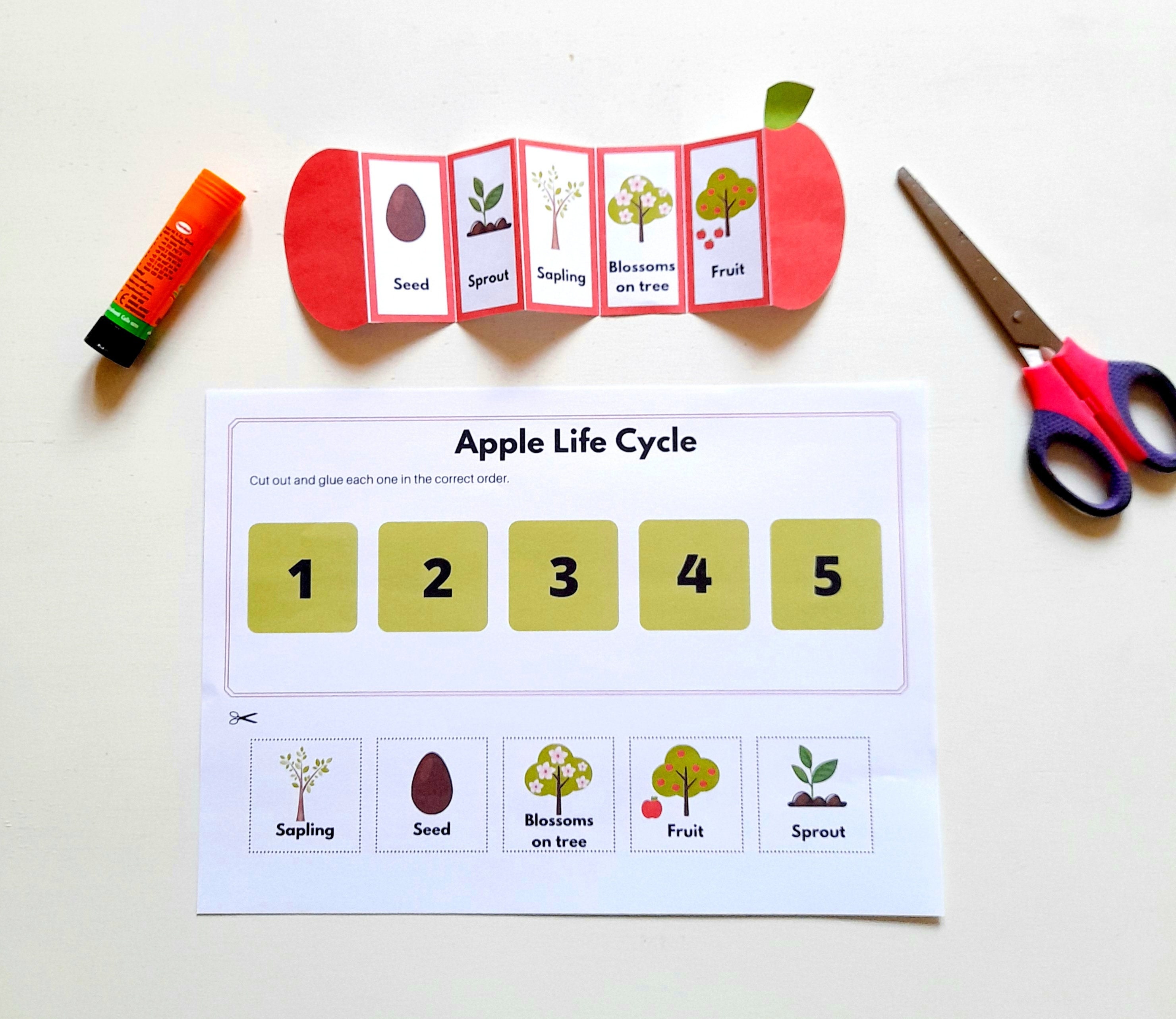 Hoja De Trabajo Sobre El Ciclo De Vida De Un Manzano