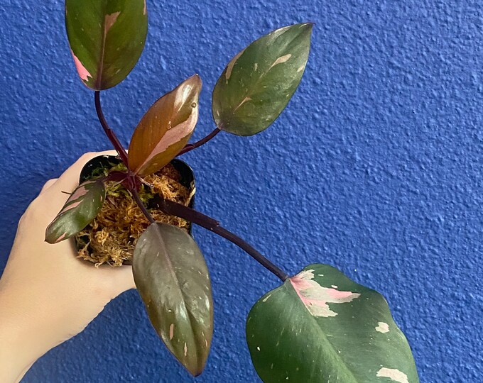 Pink Princess Philodendron Cutting, 2" Starter House Plant, Lightly ...
