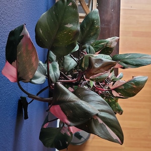 Pink Princess Philodendron Cutting, 2 Starter House Plant, Lightly ...