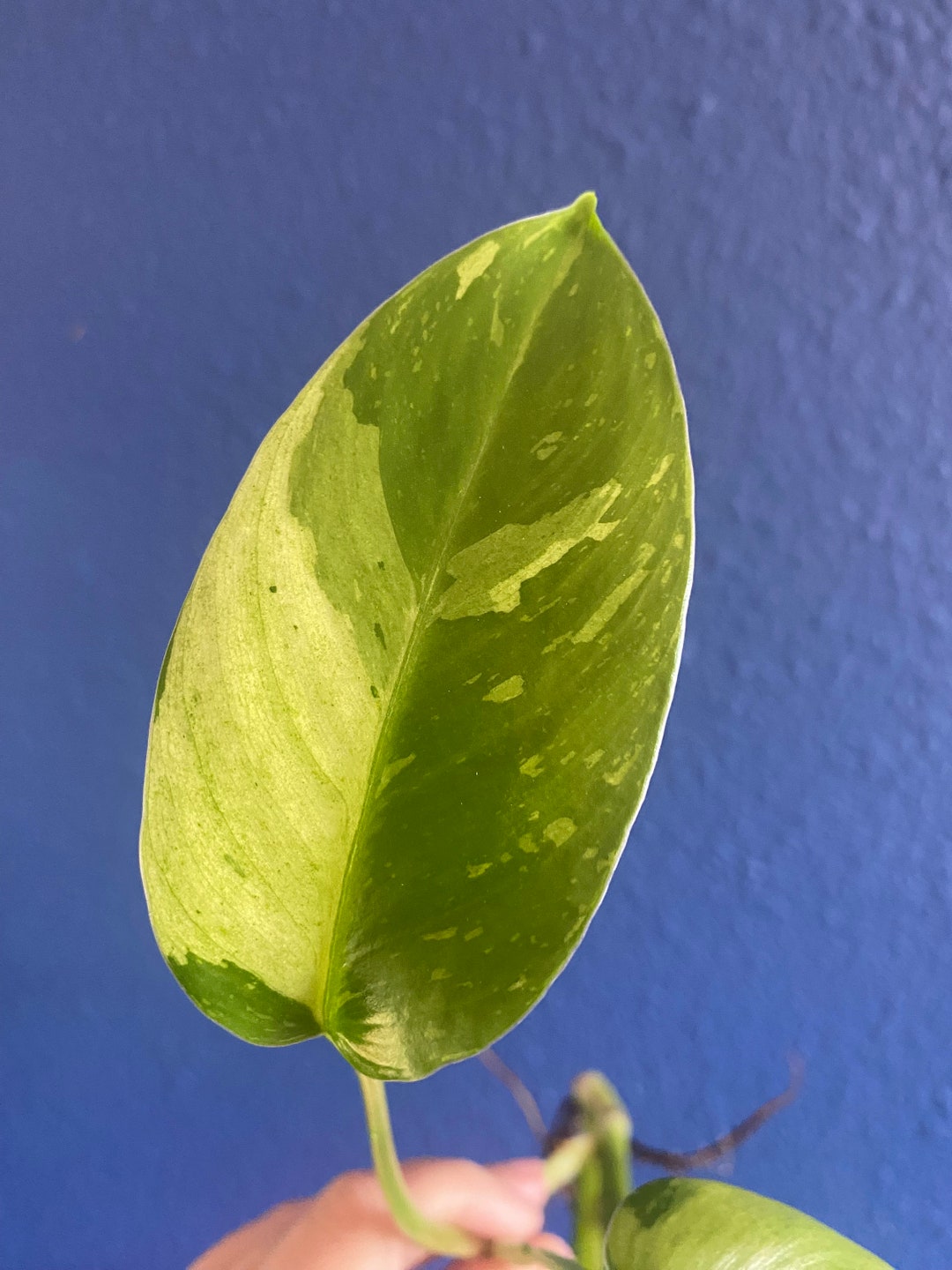 Philodendron Jose Buono Cutting, Starter House Plant, Rooted Node ...