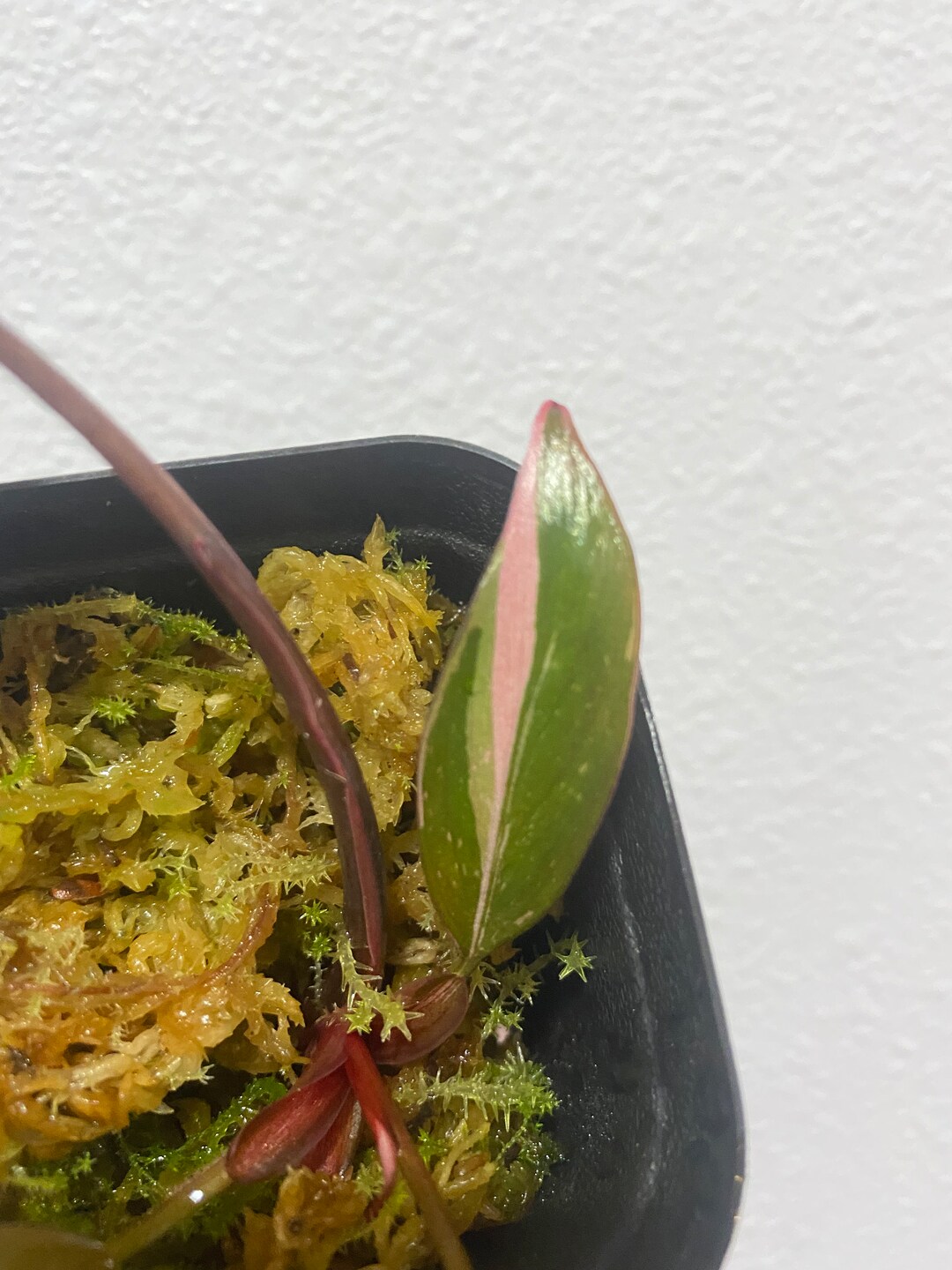 Pink Princess Philodendron Cutting, 2 Starter House Plant, Lightly ...