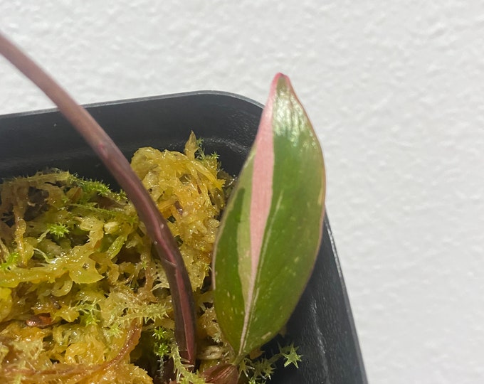 Pink Princess Philodendron Cutting, 2" Starter House Plant, Lightly ...