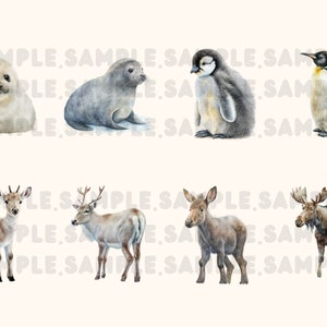 24 Watercolor Arctic Animals Clipart, PNG, Snow Animals, Wall Art, Seal ...