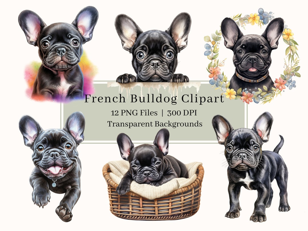12 French Bulldog Clipart, PNG, Watercolor Puppy Clipart Bundle ...