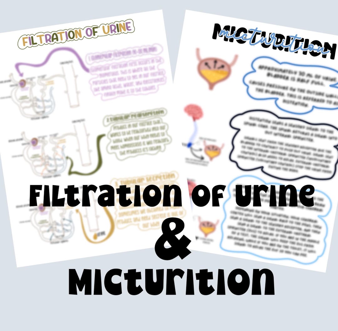 Urine Filtration and Micturition Study Sheet Nursing - Etsy