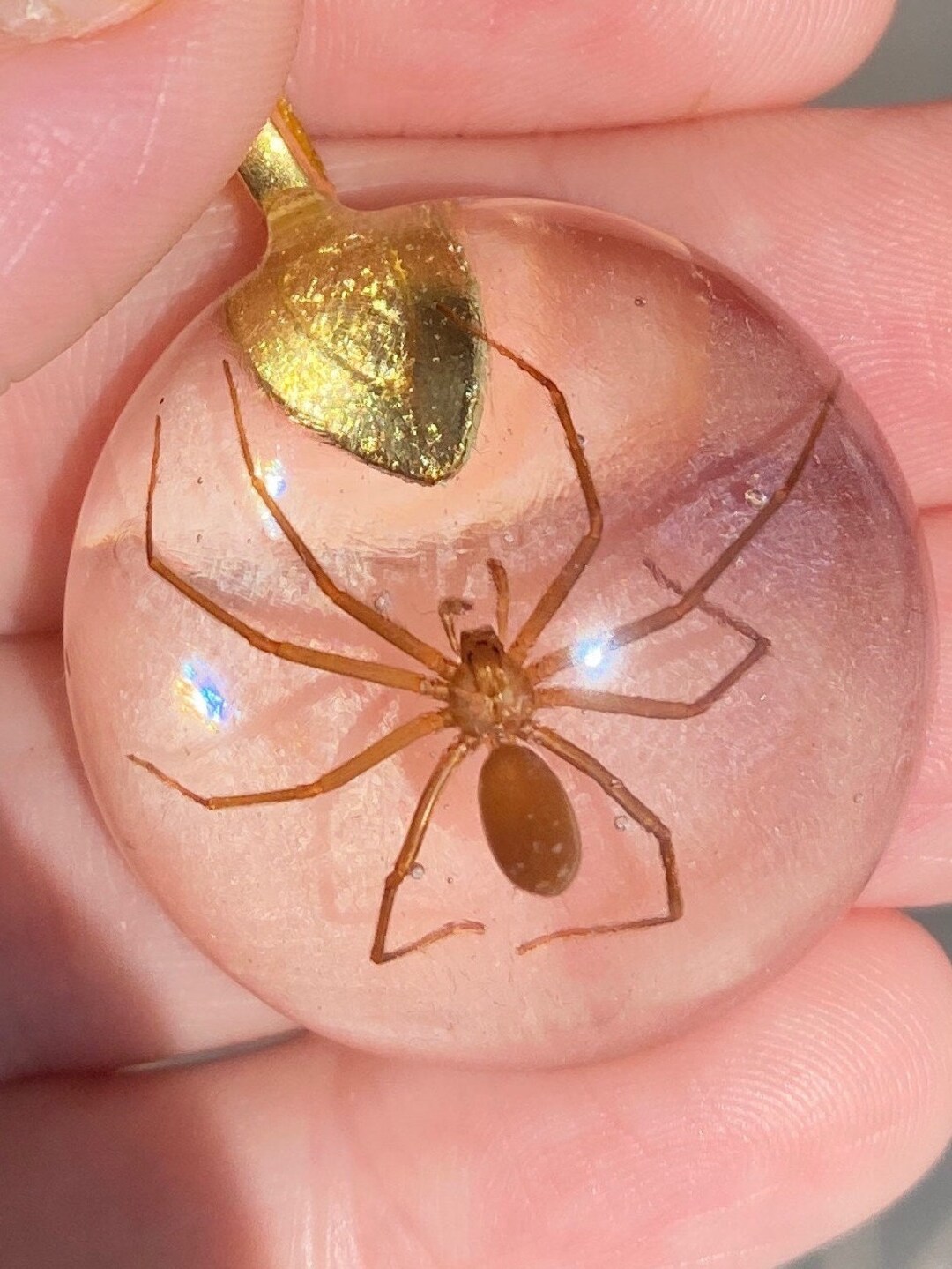 REAL Texas Brown Recluse Necklace Medium - Etsy