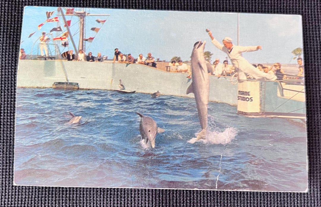 Vintage Marine Studios Postcard Now Marineland - Etsy