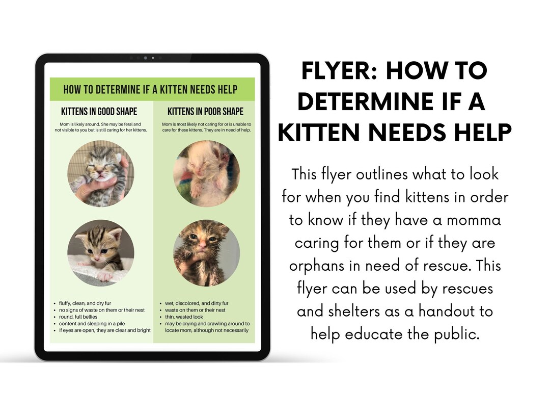 Educational Flyer “is This Kitten an Orphan” for Shelters, Rescues ...