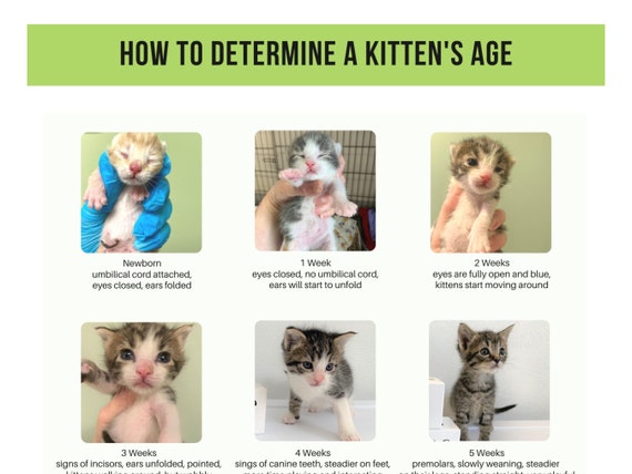 Kitten Fur Types Chart