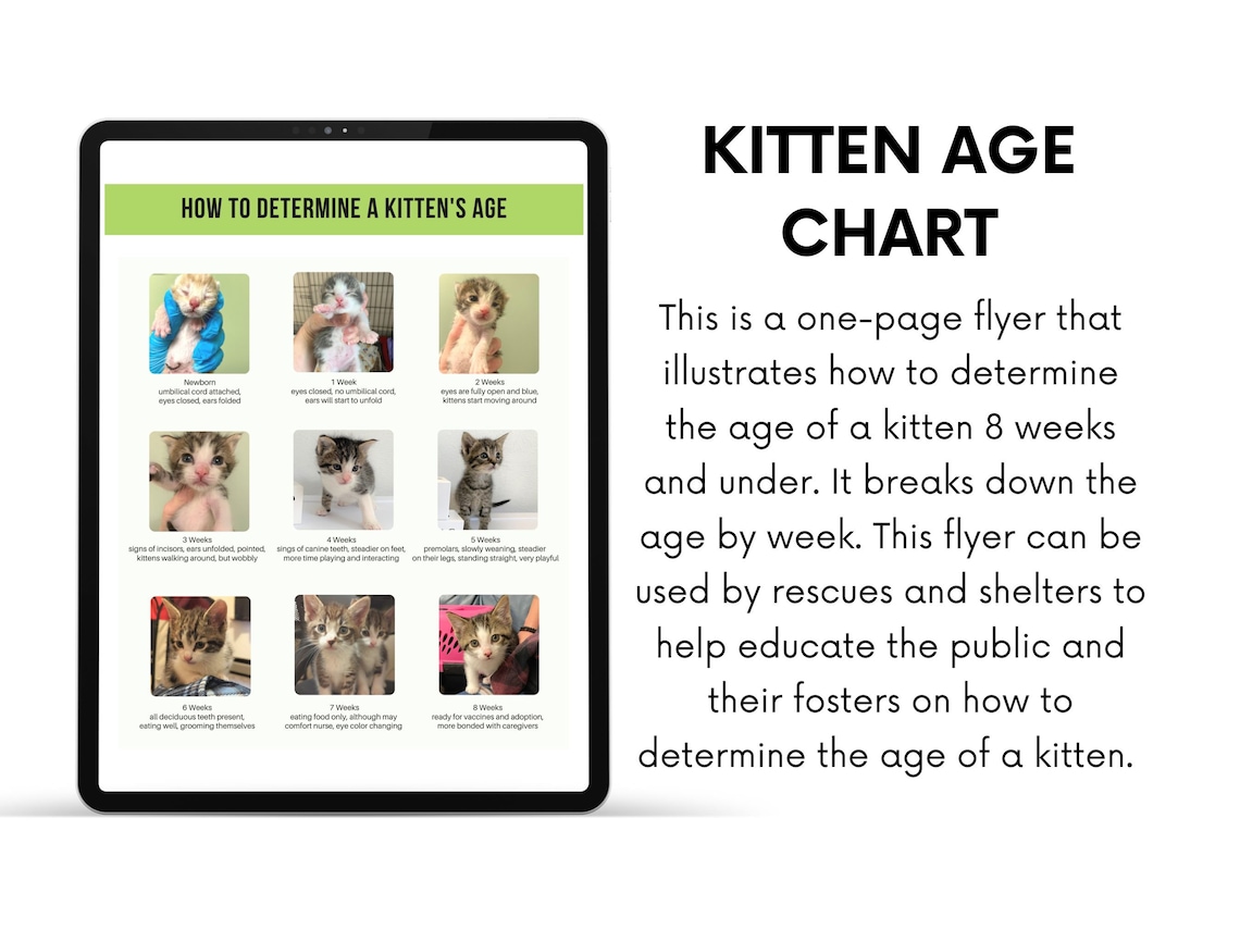 Kitten Age Chart how to Determine the Age of a Kitten for - Etsy