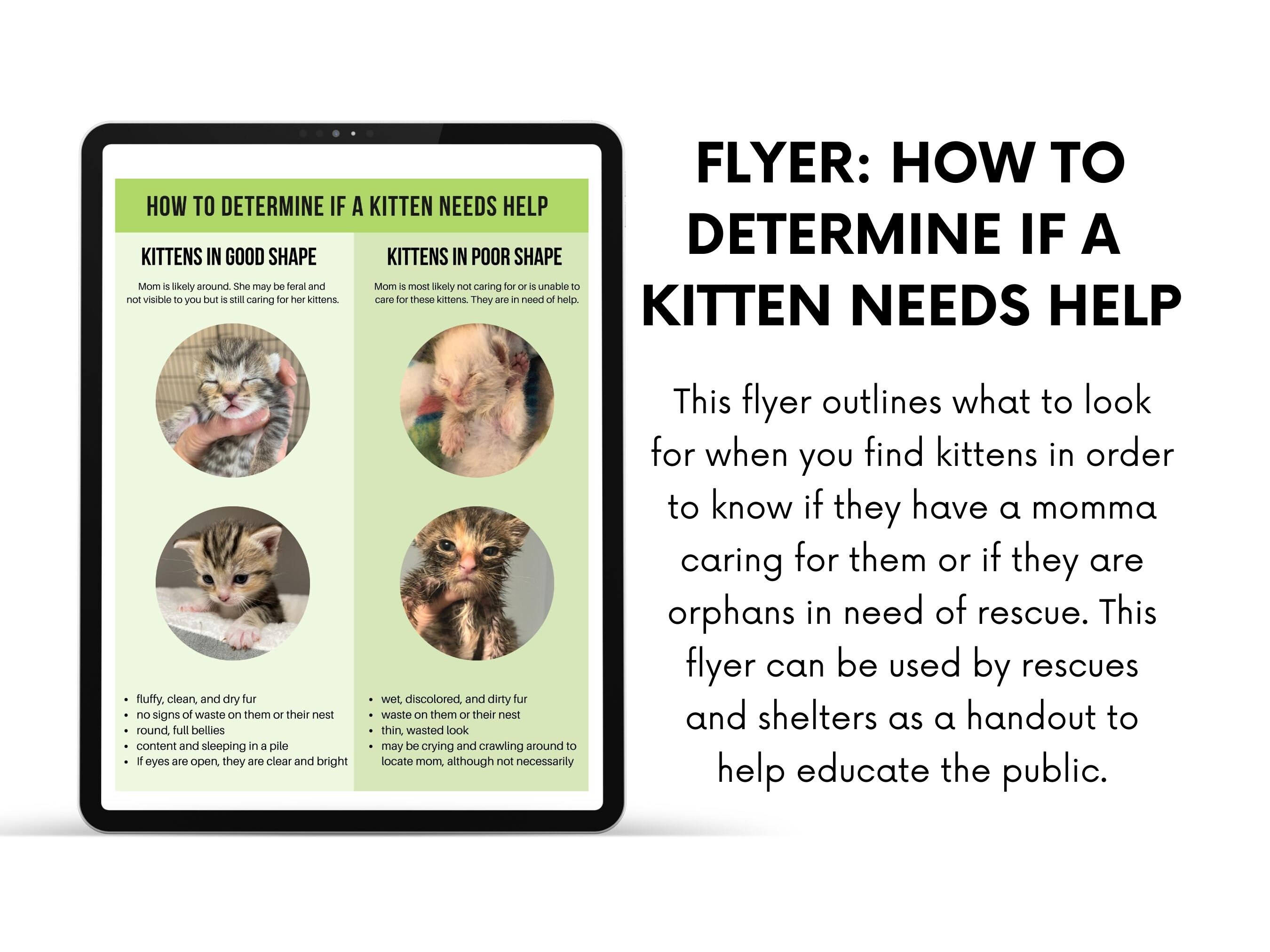 Foster Kitten Log/worksheet Packet, Foster Kitten Kit - XLSX, DOCX, PDF ...