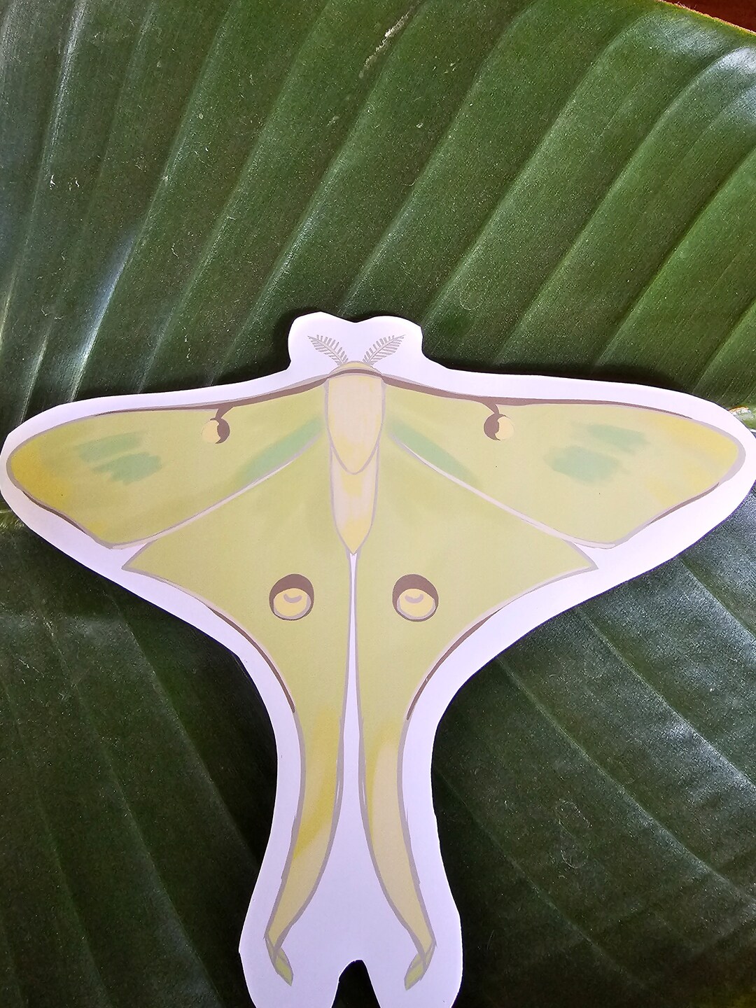Luna Moth Sticker Vinyl Cottagecore Sticker Academia Matte Sticker for ...
