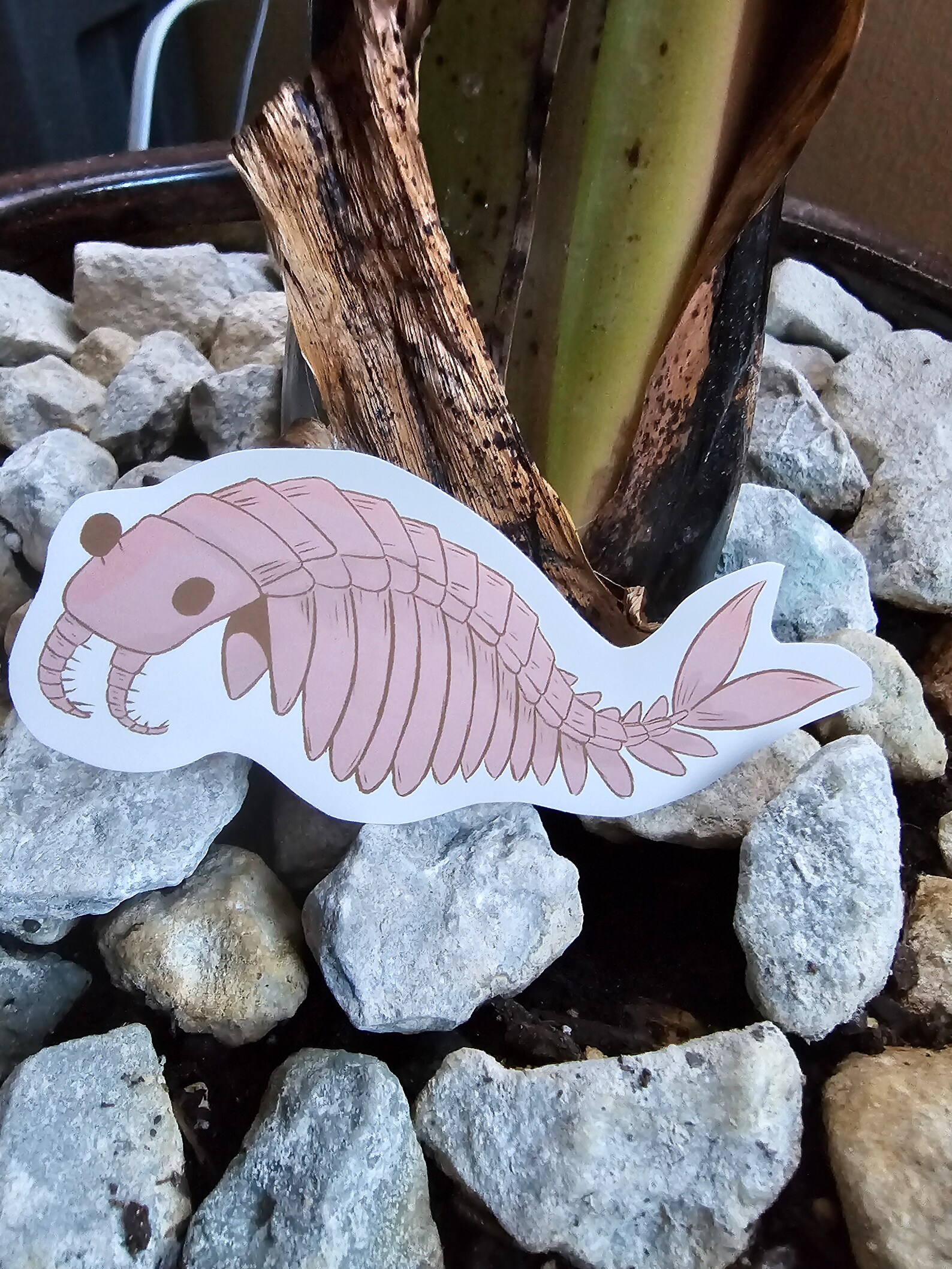 Anomalocaris Sticker Paleoart Matte Sticker Paleontology Vinyl Sticker ...