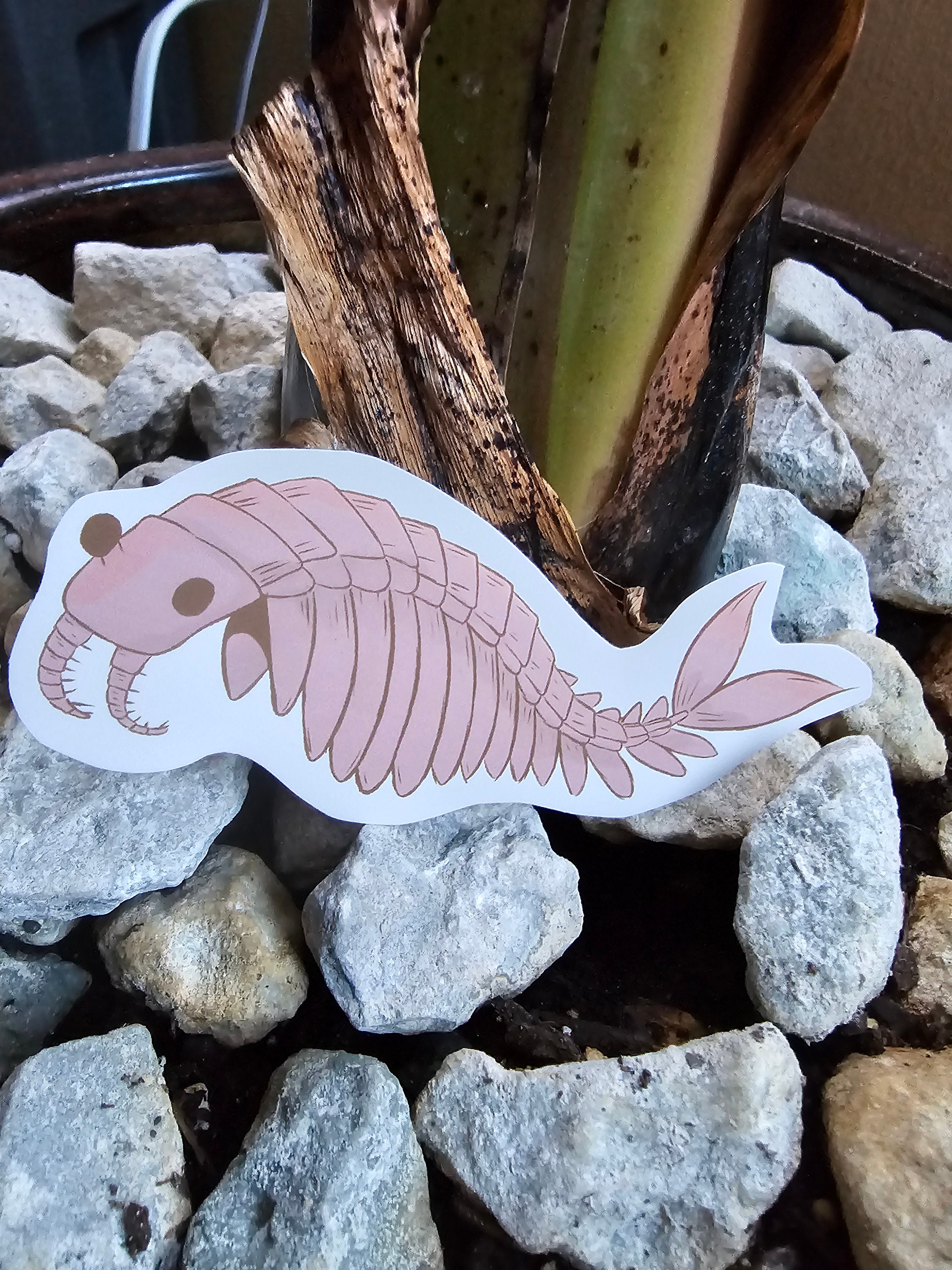 Anomalocaris Sticker Paleoart Matte Sticker Paleontology Vinyl Sticker ...