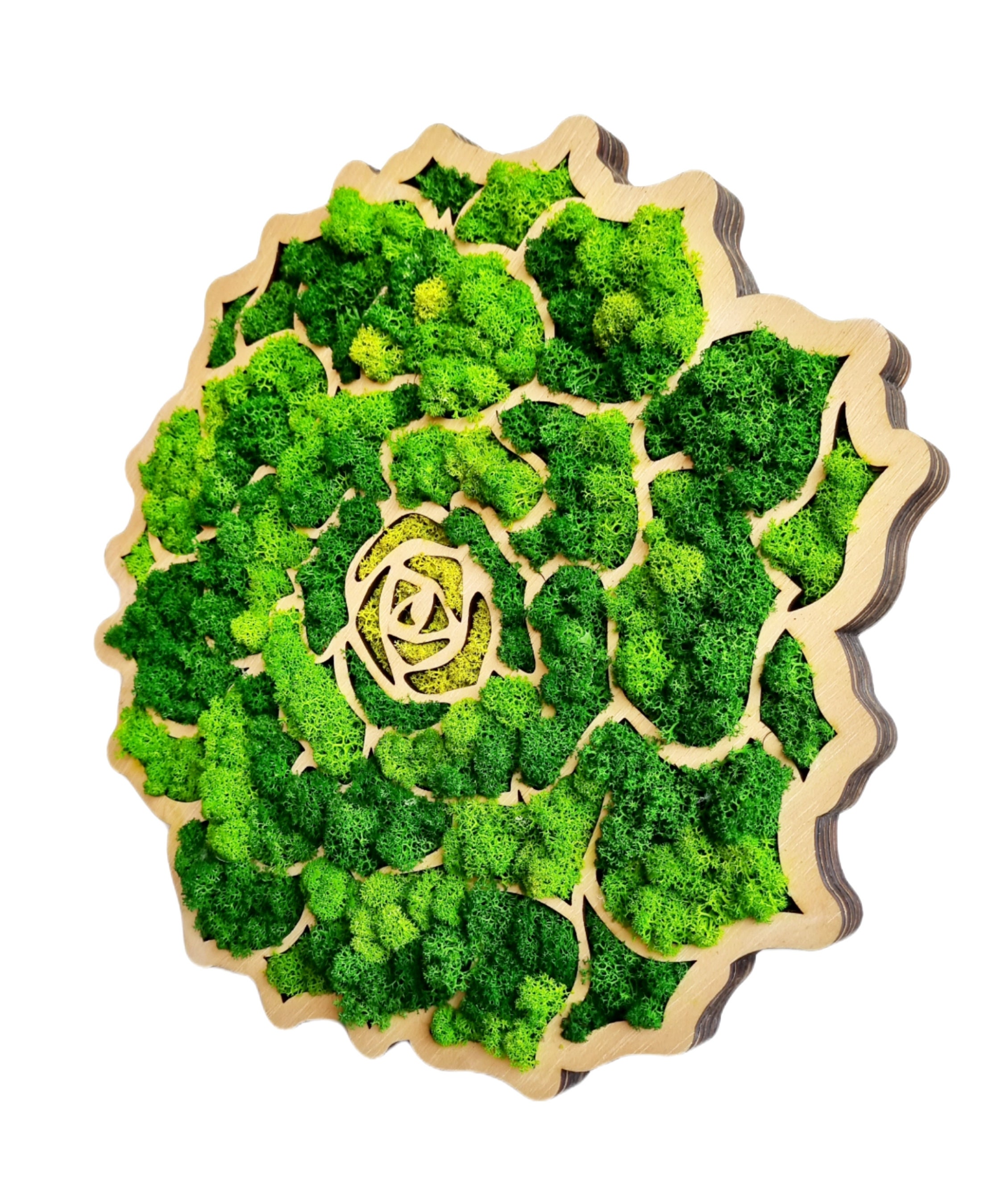 Moss Wall Art. Cosy Vibes Greenwall. Earth Tone. Home Decor. Flower ...