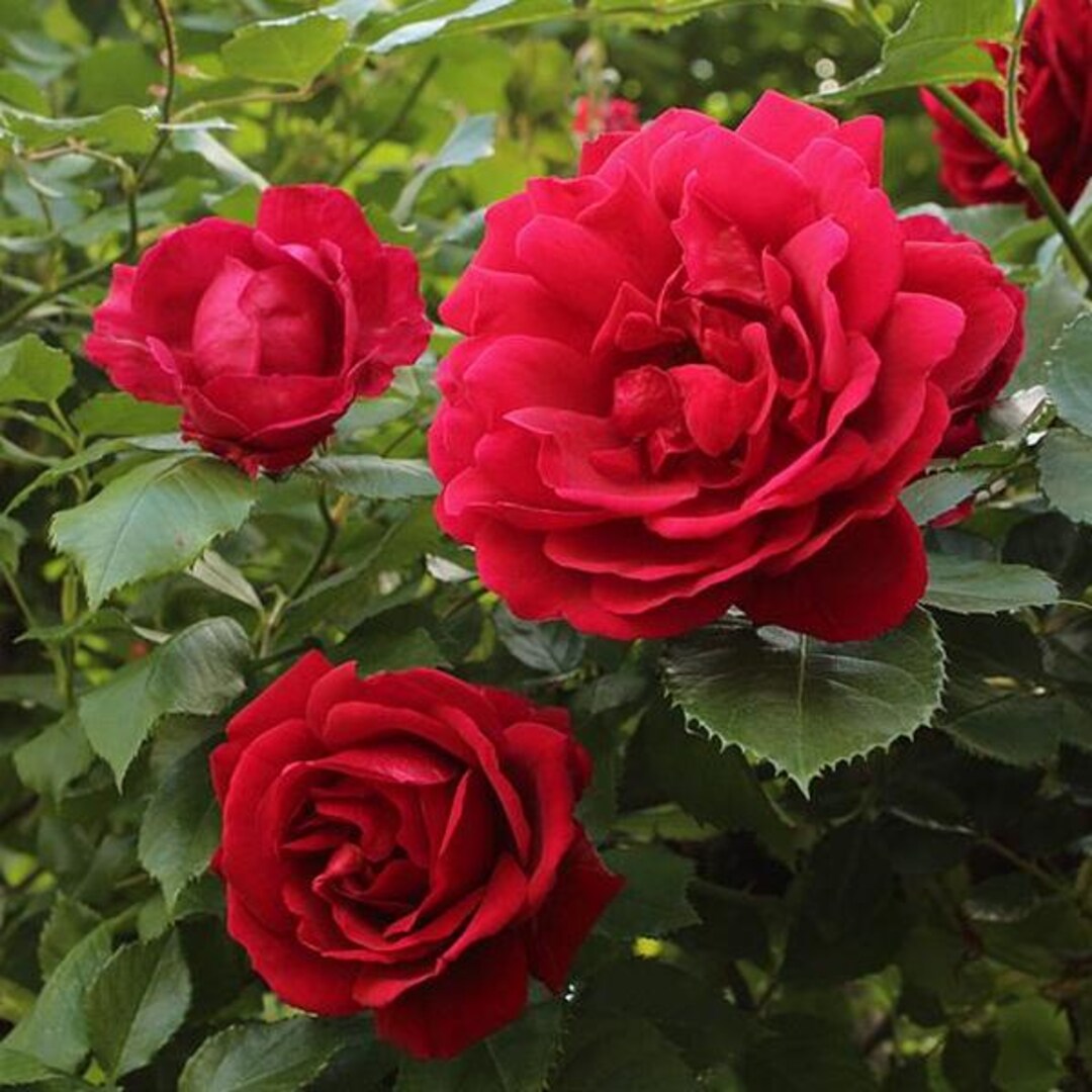 SUPER RARE Climbing Blaze Roses - 3 Cuttings for Rooting or Grafting - Etsy