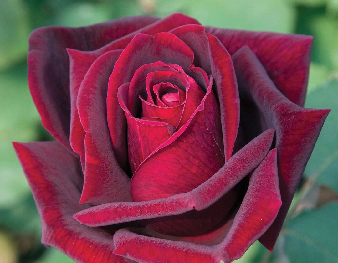 SUPER RARE Papa Meilland Rose - 3 Cuttings for Rooting or Grafting - Etsy