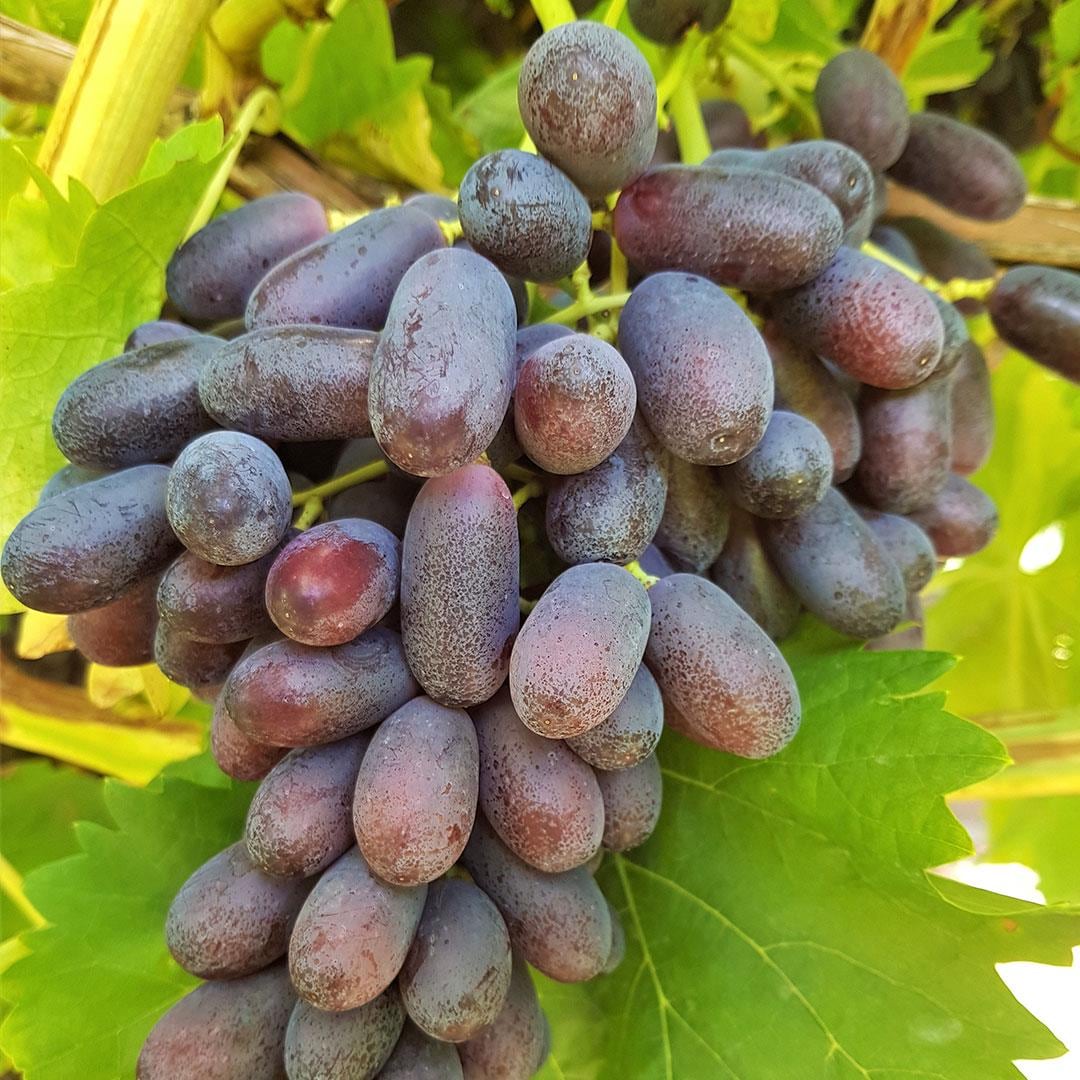 RARE Long Crimson SEEDLESS GRAPE - 5 Unrooted Cuttings for Rooting or ...