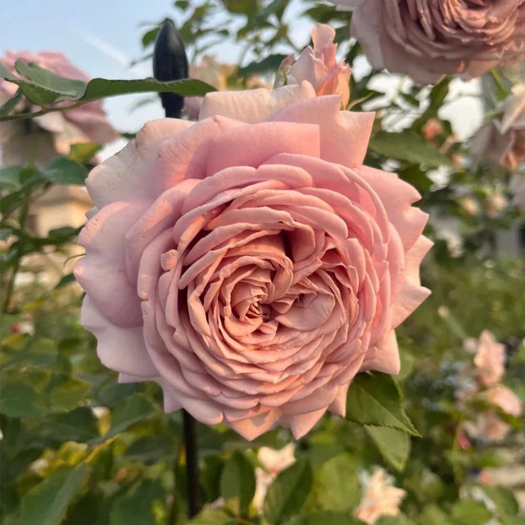 SUPER RARE Miyabi Cha Rose - 3 Cuttings for Rooting or Grafting - Etsy