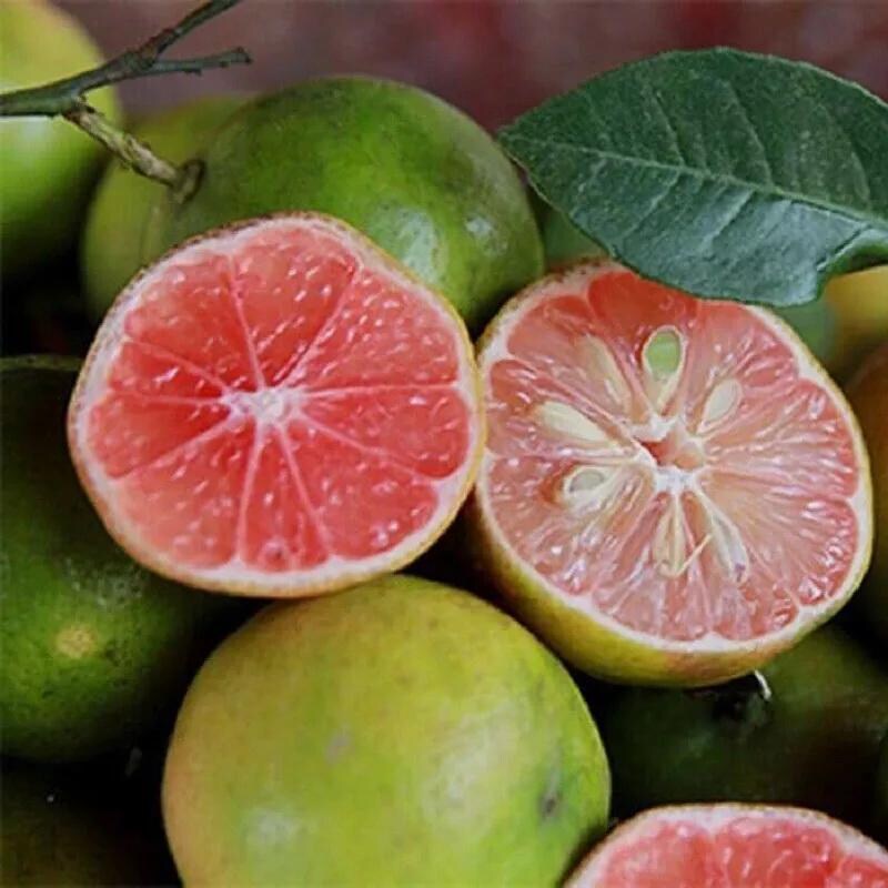 Red Lemon Seeds - Etsy