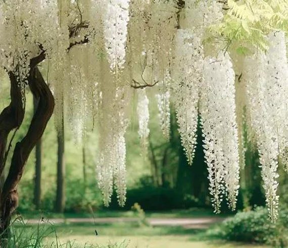 5 SUPER RARE White Wisteria Unrooted Cuttings 6 8 Long. Vine Tree. Fresh Cuts Etsy
