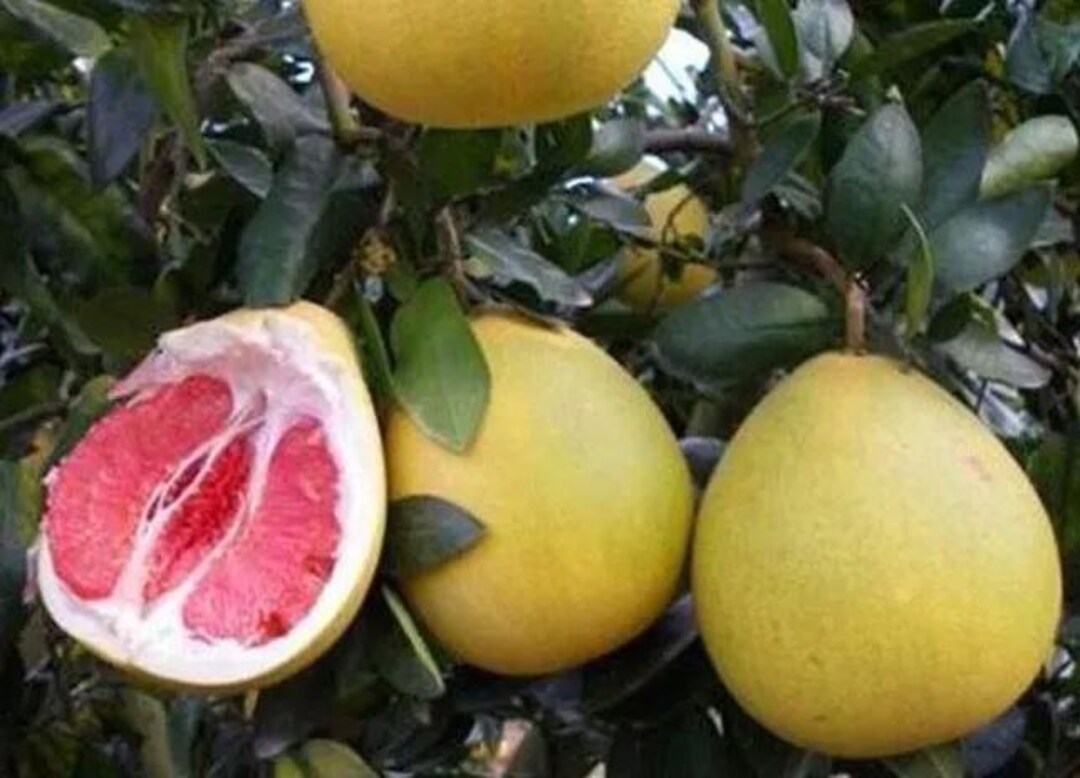 SUPER RARE Almost Seedless Citrus Maxima Red Flesh | Chinese Grapefruit ...