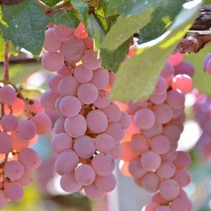 1 SUPER RARE Japanese Koshu Grapes Grapes Plant ORGANIC - Etsy