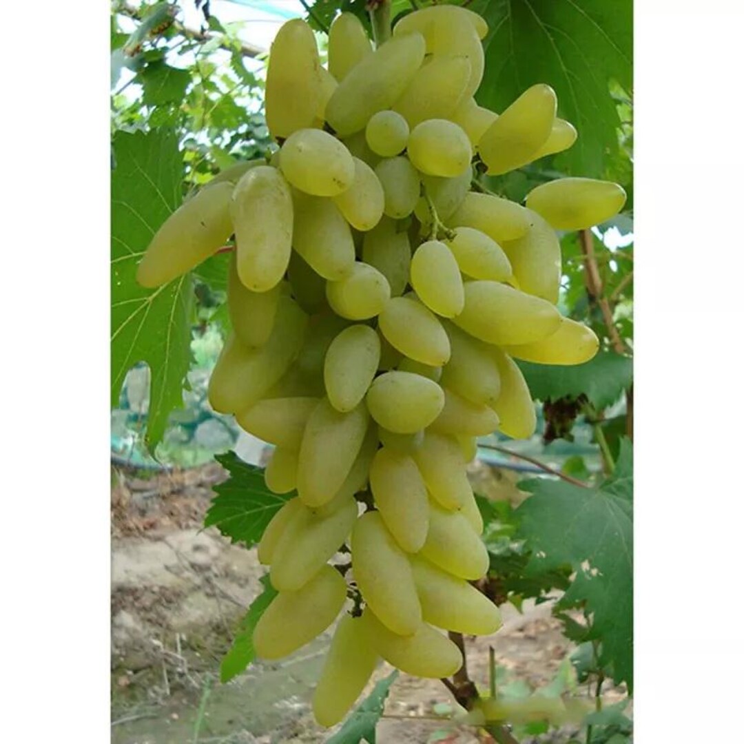 1 Very Rare Japanese Golden Finger SEEDLESS GRAPE VINE Plant Big Sweet ...