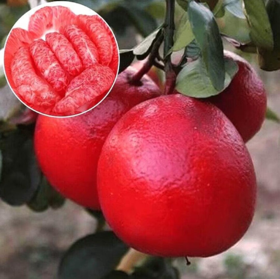 SUPER RARE Red Pomelo Citrus Fruit Citrus Paradisi. Rare 'fruit ...