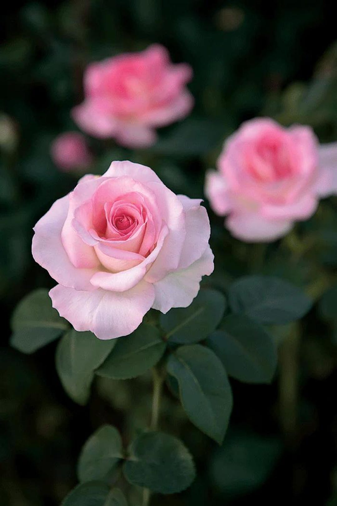 SUPER RARE Pink Promise Rose - 3 Cuttings for Rooting or Grafting - Etsy
