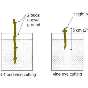 Very Rare Japanese Golden Finger SEEDLESS GRAPE VINE - 5 Unrooted ...
