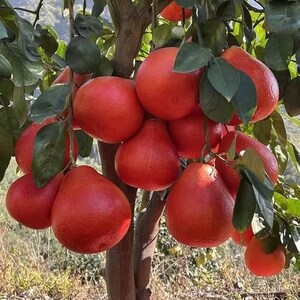 10 SUPER RARE Red Pomelo Citrus Fruit Citrus Paradisi. Rare 'fruit ...