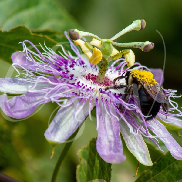 Passion Bee Flower - Etsy