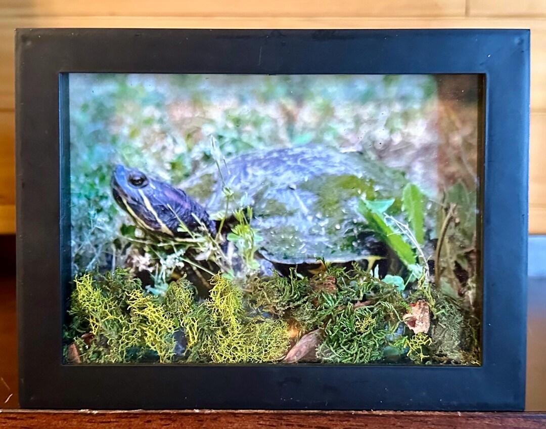 Turtle in the Grass Shadow Box - Etsy