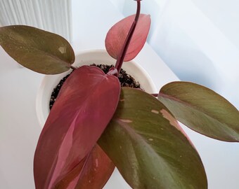 Princess Persimmon - Etsy