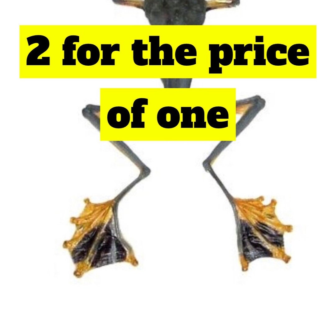 Impressive Female Java Frog Rhacophorus Reinwardtii for All - Etsy