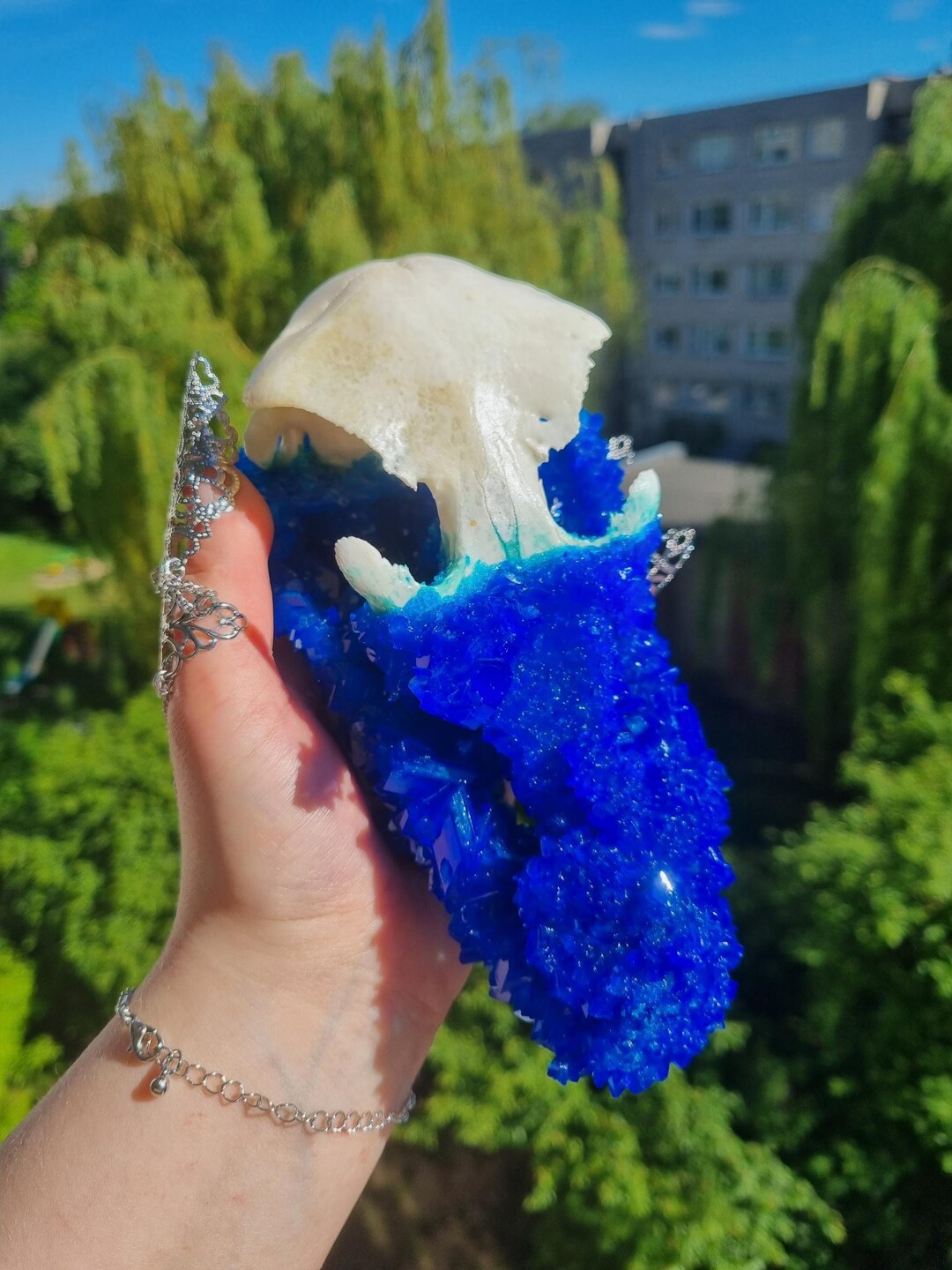 Crystallized Skull, Real Ostrich Skull, Blue Crystal, Grown Crystal ...