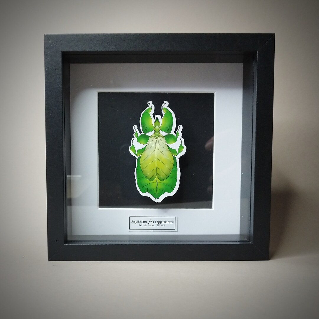 Insect Preparation Framed From Paper Wandering Leaf - Etsy