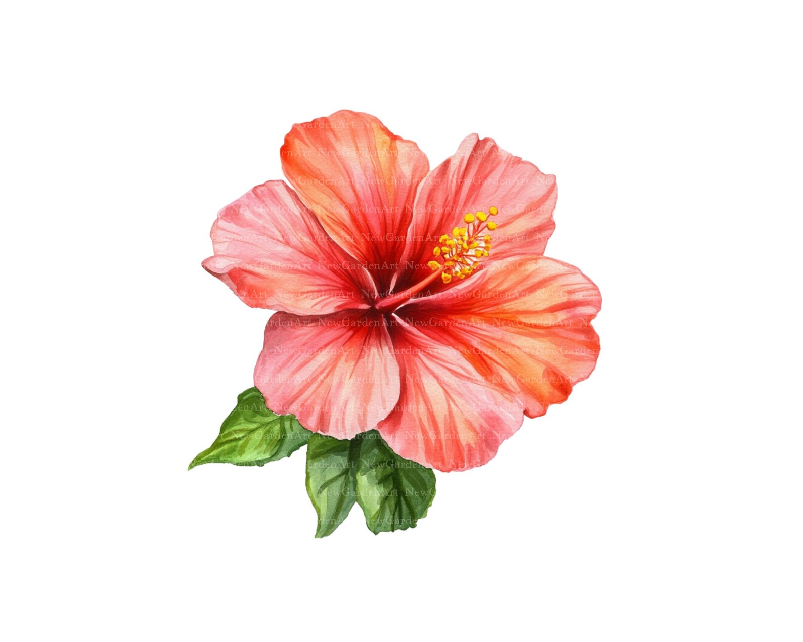 Watercolor Hibiscus Clipart Bundle, Hibiscus Png, Flower Clip Art ...
