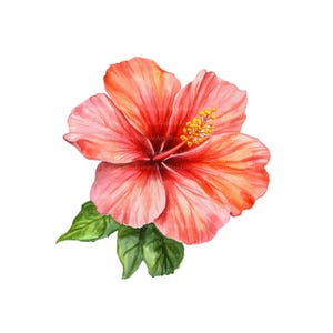 Watercolor Hibiscus Clipart Bundle, Hibiscus Png, Flower Clip Art ...