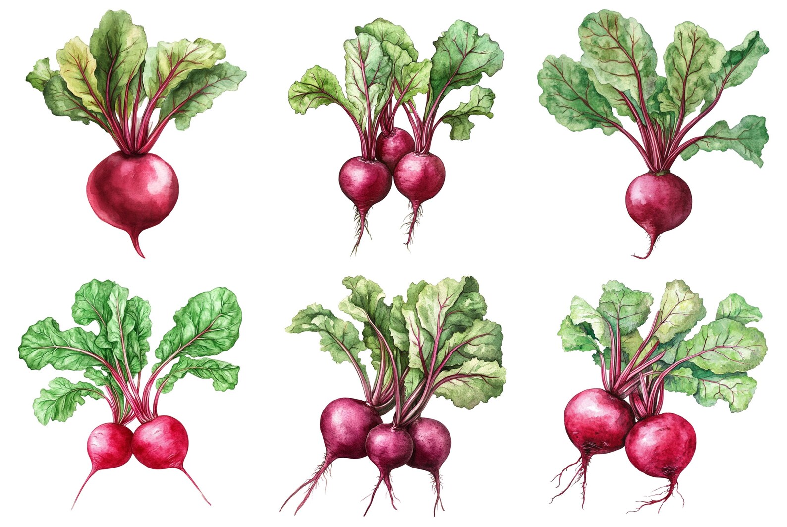 Watercolor Beet Clipart, Beet Png Bundle, Vegetable Clip Art ...